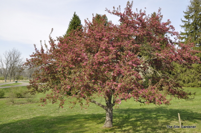 Malus 'Indian Magic' - The Site Gardener
