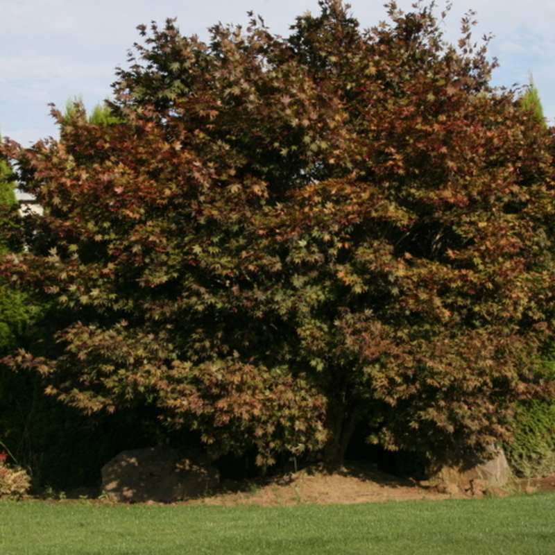 Acer palmatum 'Bloodgood' - The Site Gardener