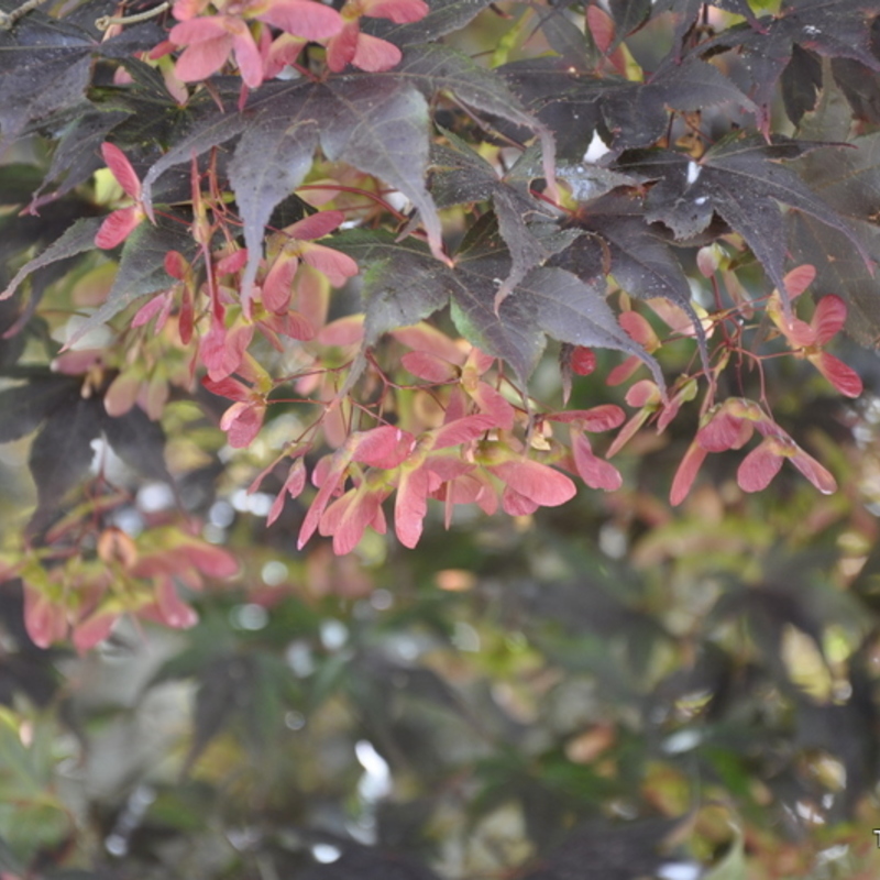 Acer palmatum 'Bloodgood' - The Site Gardener