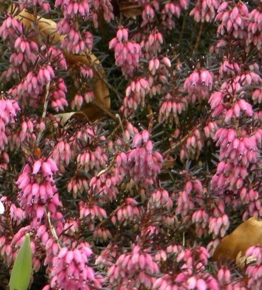 Erica carnea Ice Princess - The Site Gardener