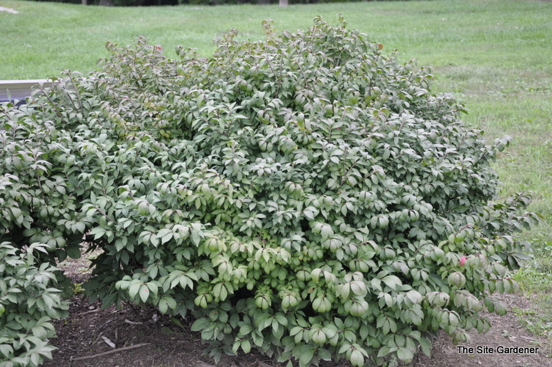 Euonymus alatus 'Rudy Haag' - The Site Gardener