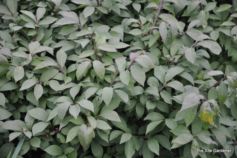 Euonymus alatus 'Rudy Haag' - The Site Gardener
