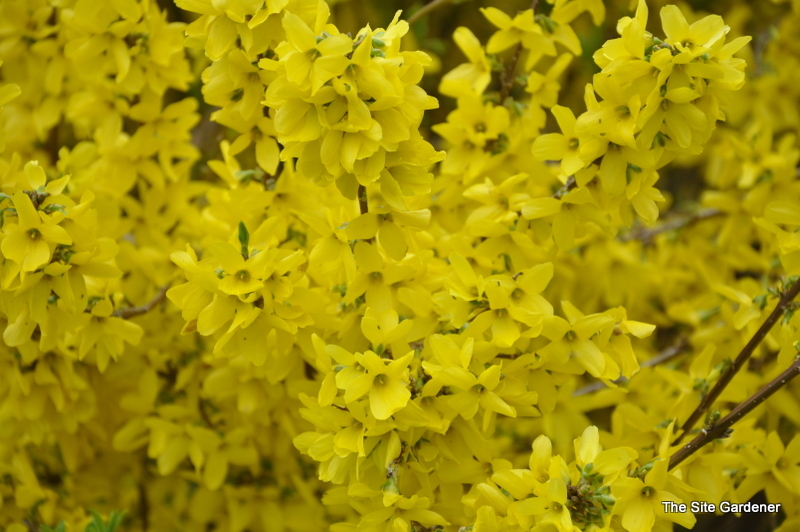 Forsythia x intermedia 'Gold Tide' - The Site Gardener