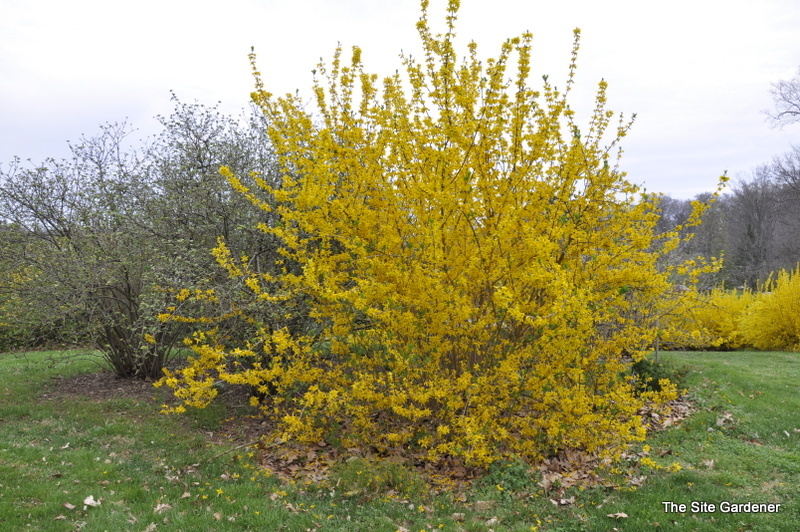 Forsythia x intermedia Princeton Gold - The Site Gardener