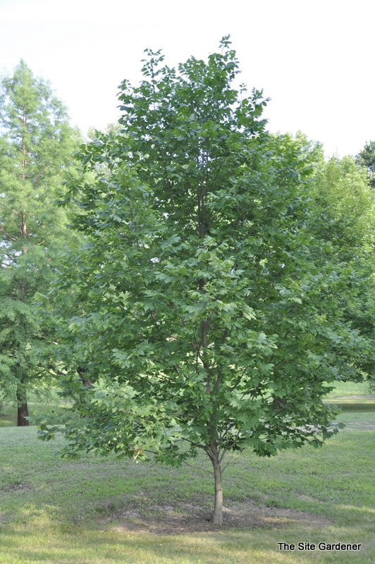 Fraxinus americana Royal Purple - The Site Gardener