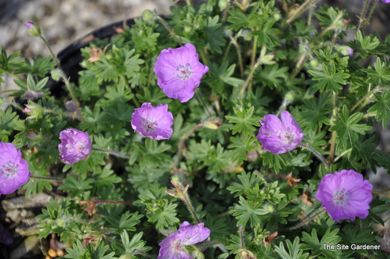 Geranium sanguineum Max Frei - The Site Gardener