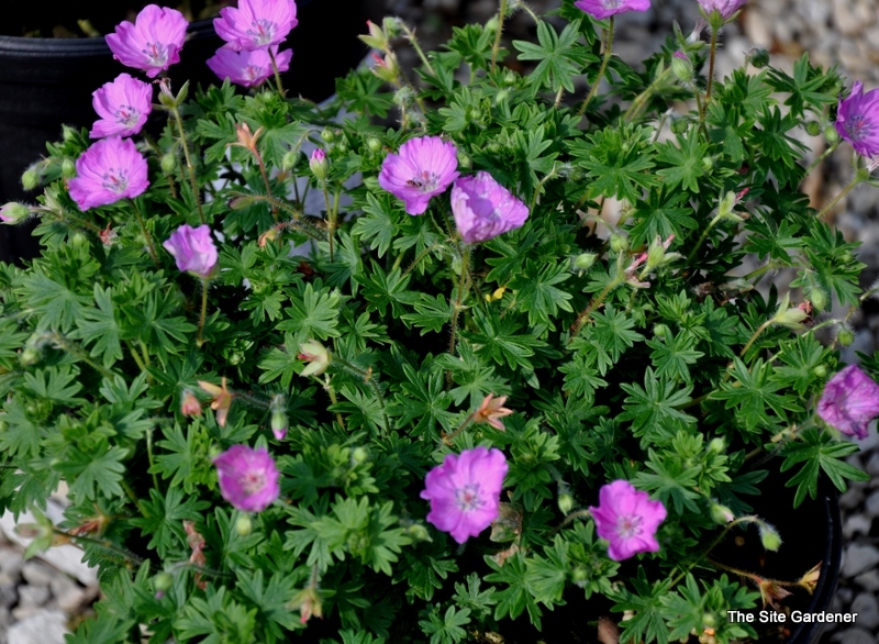 Geranium sanguineum Max Frei - The Site Gardener