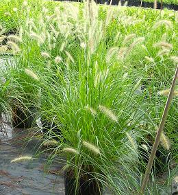 Grass Pen. Fountain - The Site Gardener