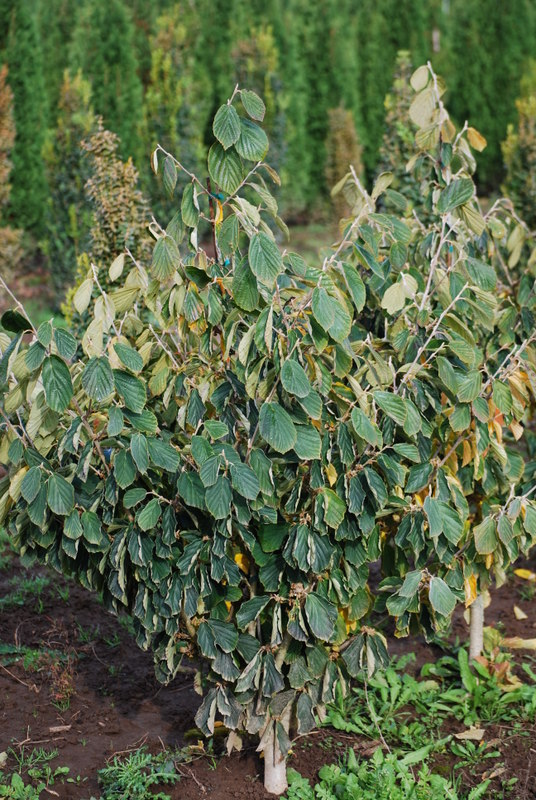 Halesia tetraptera 'Arnold's Pink' - The Site Gardener