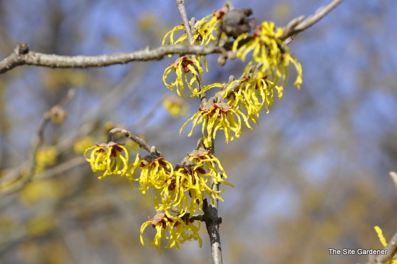 Halesia tetraptera 'Arnold's Pink' - The Site Gardener
