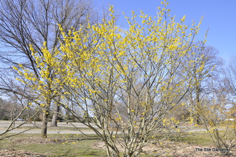 Halesia tetraptera 'Arnold's Pink' - The Site Gardener