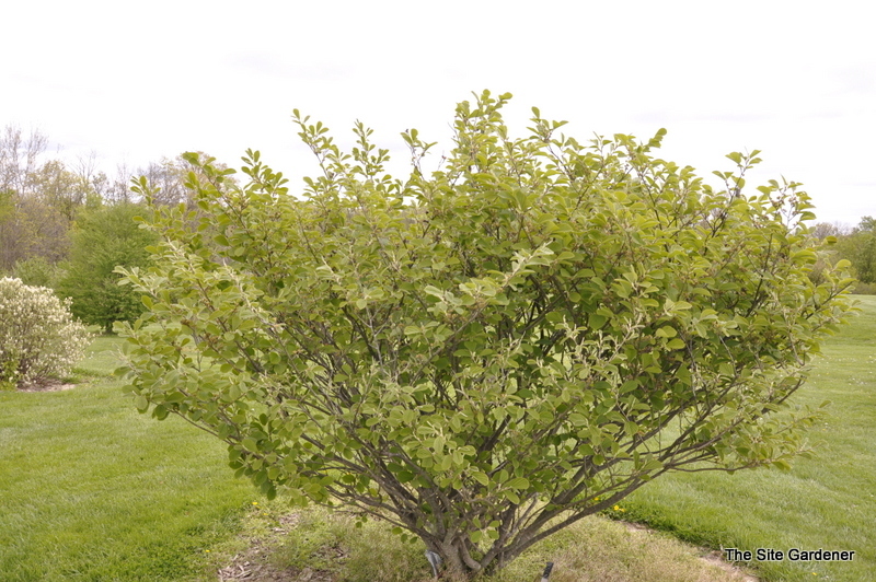 Halesia tetraptera 'Arnold's Pink' - The Site Gardener