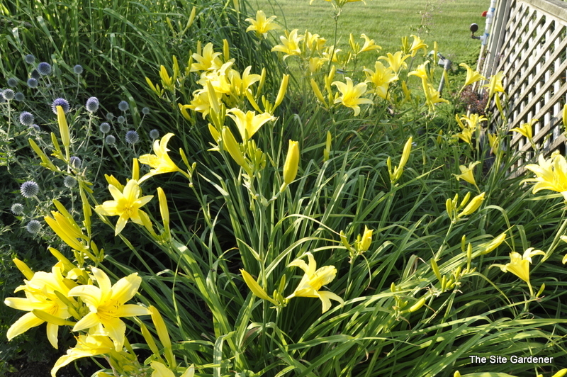 Hemerocallis 'Hyperion' - The Site Gardener