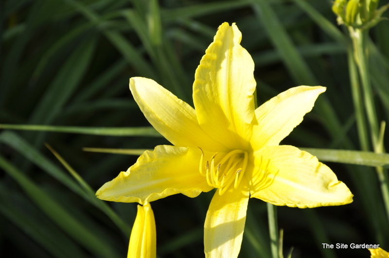 Hemerocallis 'Hyperion' - The Site Gardener