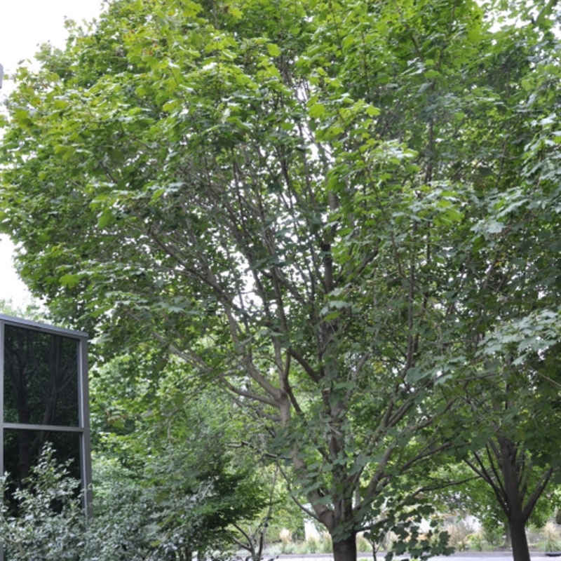 Acer platanoides 'Emerald Queen' - The Site Gardener