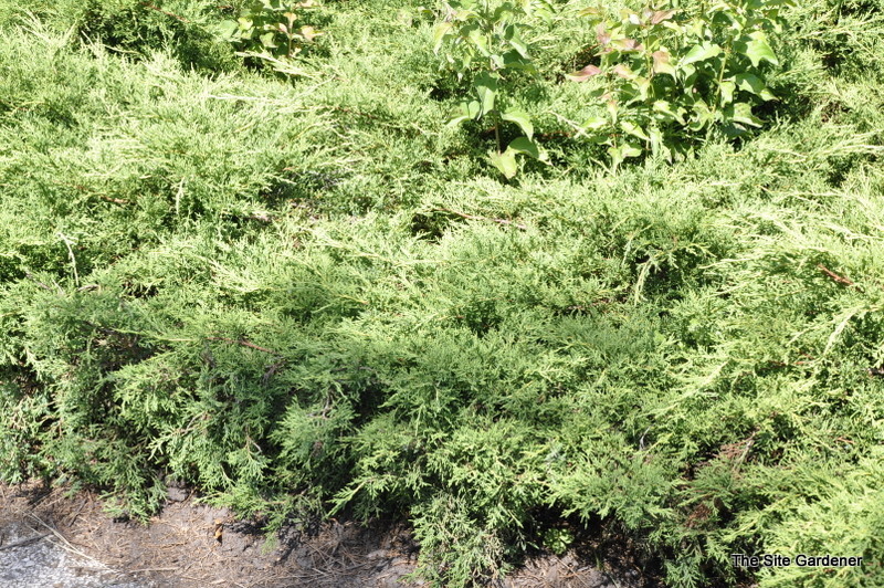 Juniperus chinensis Pfitzeriana Aurea - The Site Gardener
