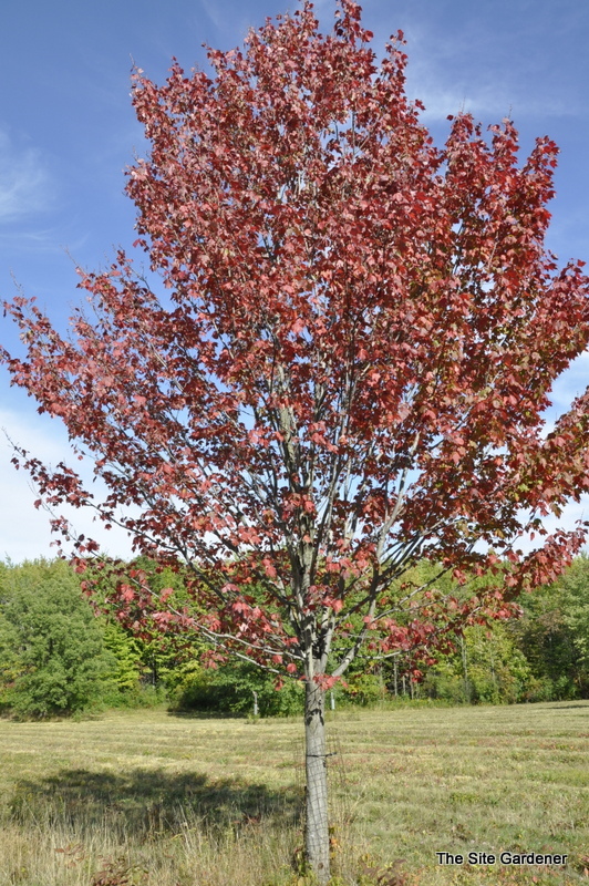 Acer rubrum 'Autumn Spire' - The Site Gardener