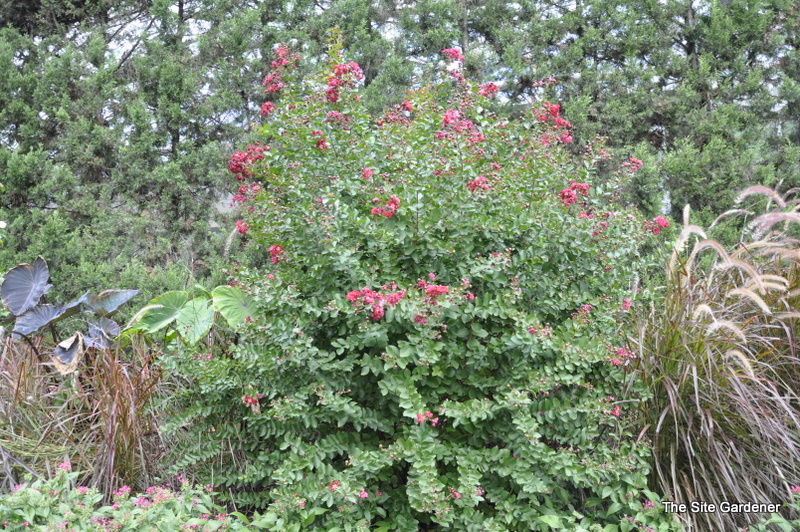 Lagerstroemia indica 'Dynamite'Lagerstroemia indica - The Site Gardener