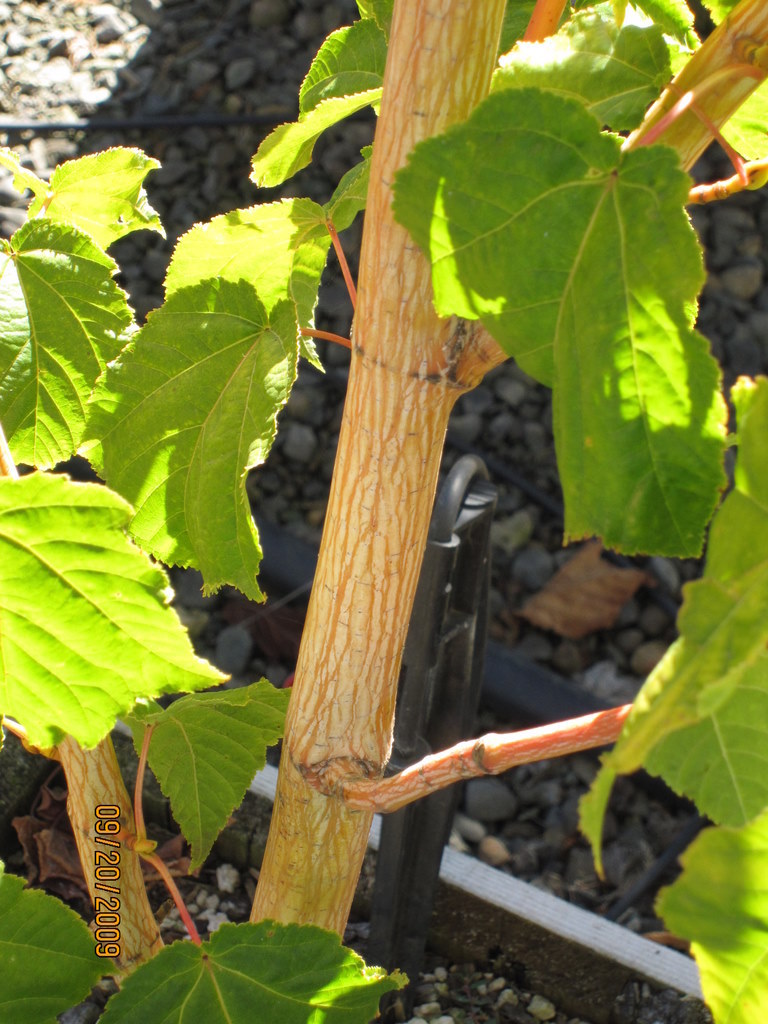 Acer Conspicuum 'Phoenix' - The Site Gardener