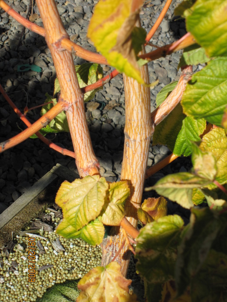 Acer Conspicuum 'Phoenix' - The Site Gardener