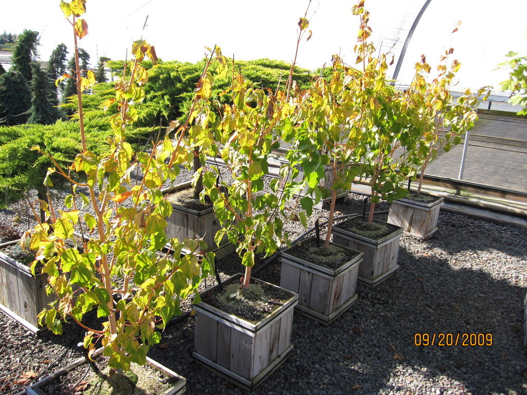Acer Conspicuum 'Phoenix' - The Site Gardener