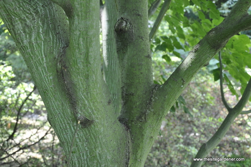 Acer Davidii Grosseri - The Site Gardener