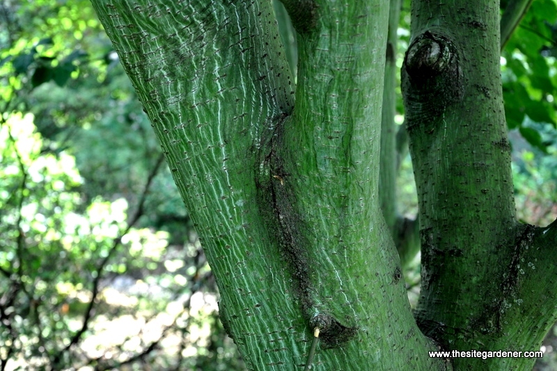 Acer Davidii Grosseri - The Site Gardener