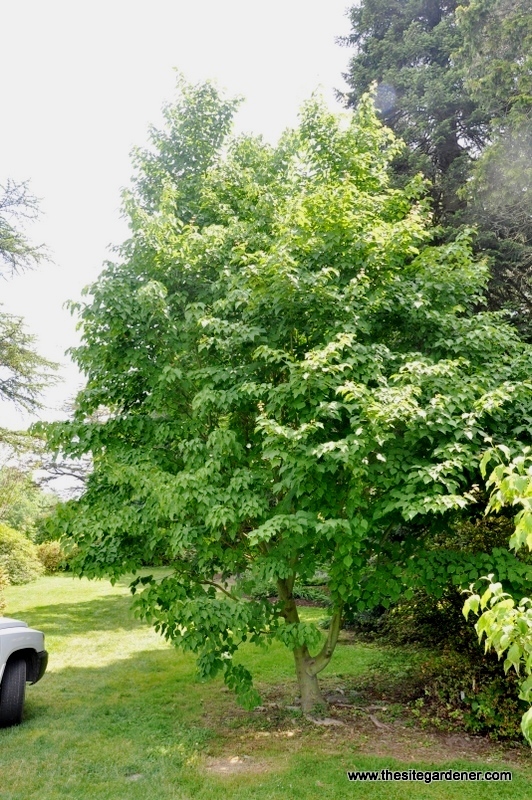 Acer Davidii Grosseri - The Site Gardener
