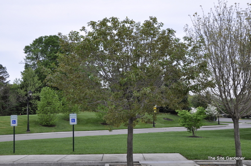 Acer Henryi - The Site Gardener