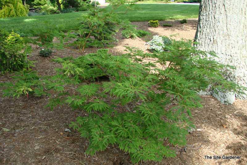 Acer Japonicum 'Oregon Fern' - The Site Gardener