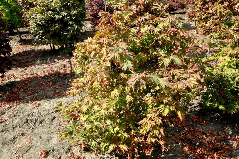 Acer Palmatum Green Cascade - The Site Gardener