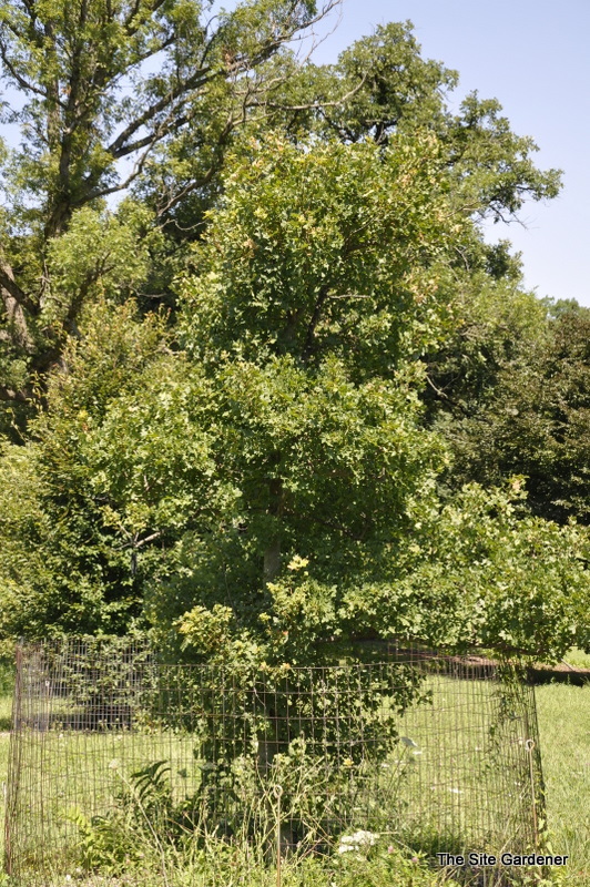 Acer Monspessulanum - The Site Gardener