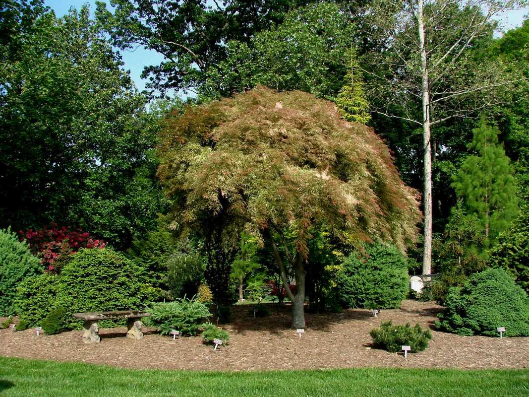Acer Palmatum 'Toyama Nishiki' - The Site Gardener