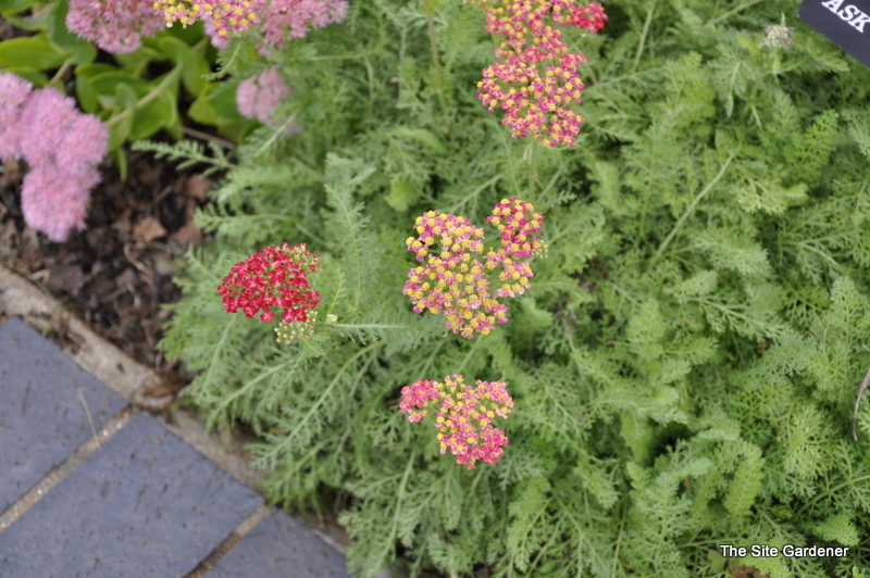 Achillea Millefolium 'Paprika' - The Site Gardener