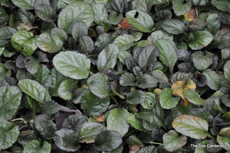 Ajuga 'Catlin's Giant' - The Site Gardener