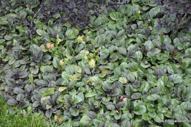 Ajuga 'Catlin's Giant' - The Site Gardener