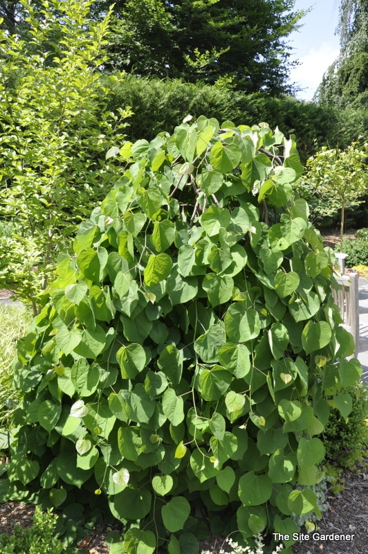 Buxus Sinica Var Insularis justin Brouwers - The Site Gardener