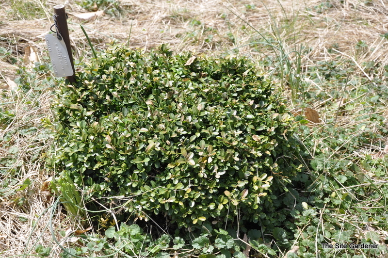Buxus Morris Dwarf - The Site Gardener