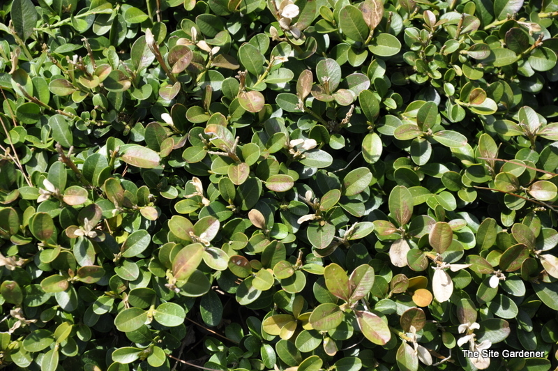 Buxus Morris Dwarf - The Site Gardener