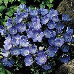 Campanula Carpatica 'Blue Clips' - The Site Gardener