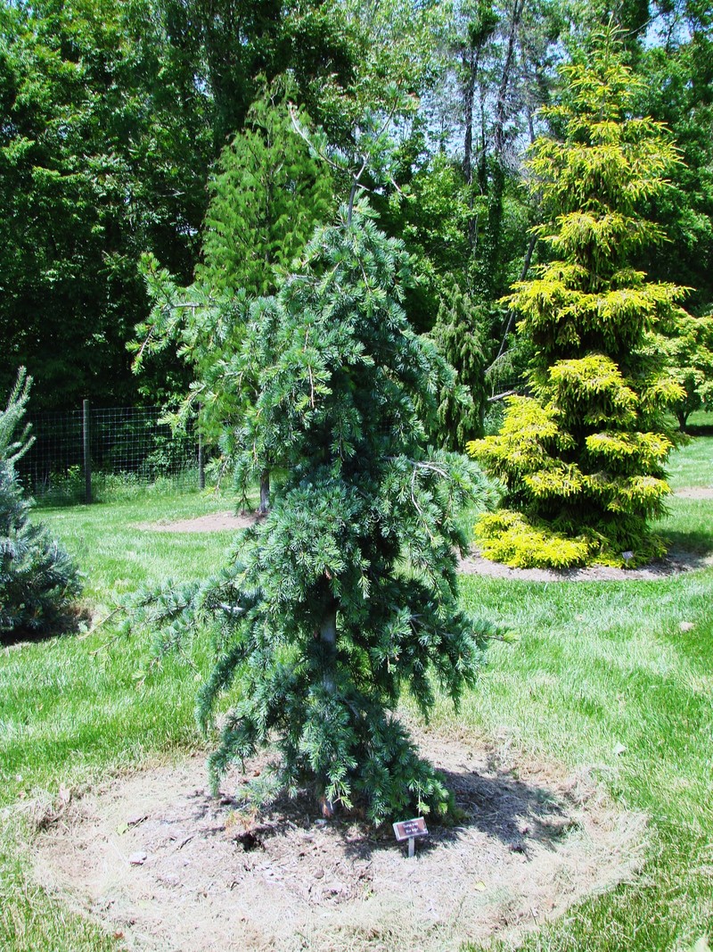 Cedrus Libini Blue Angel - The Site Gardener