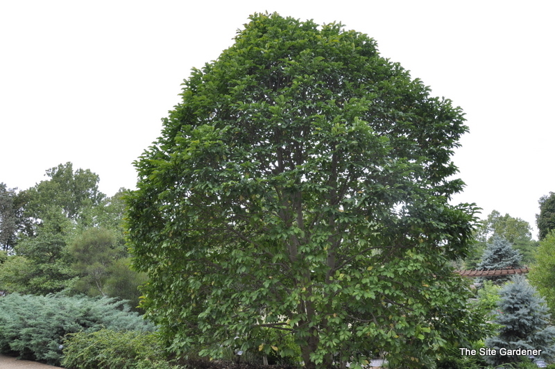 Magnolia Marilyn - The Site Gardener