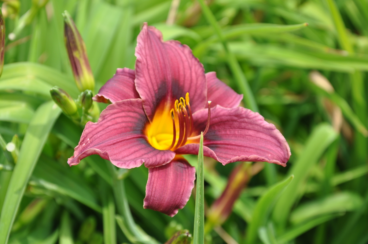 Hemerocallis 'Grape Magic' - The Site Gardener