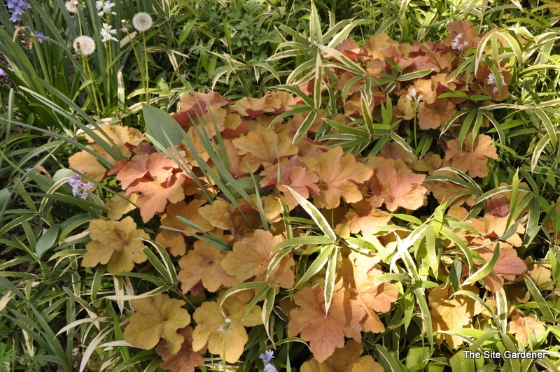 Heuchera Caramel - The Site Gardener