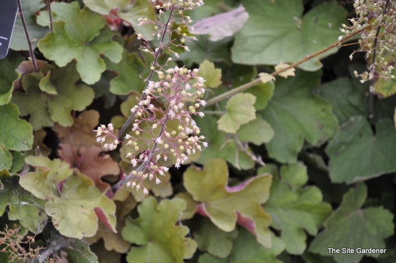 Heuchera Caramel - The Site Gardener