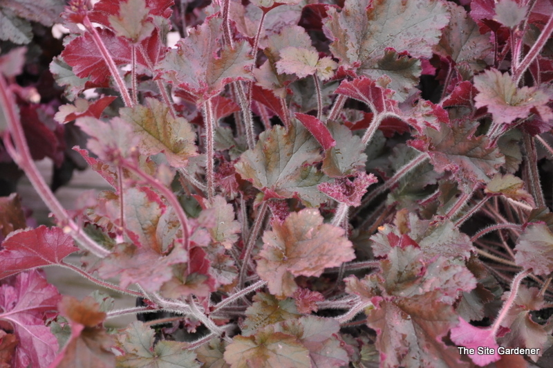 Heuchera Melting Fire - The Site Gardener