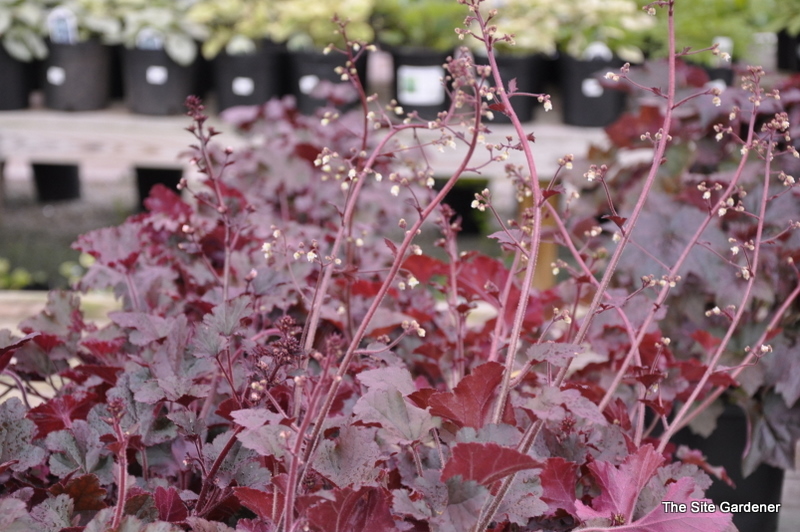 Heuchera Melting Fire - The Site Gardener
