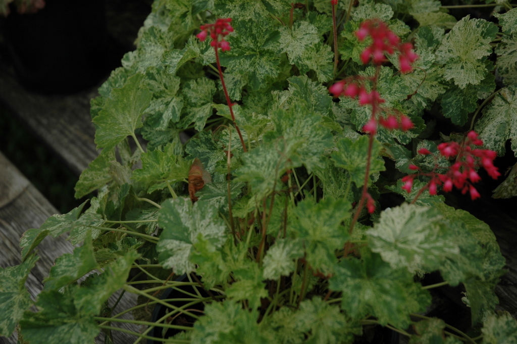 Heuchera Snow Angel - The Site Gardener