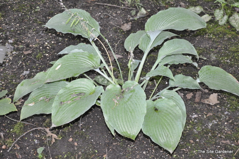 Hosta Azure Snow-peter Ruh - The Site Gardener