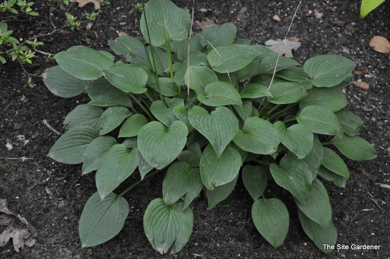 Hosta Blue Lady - The Site Gardener